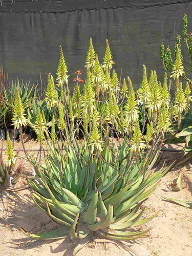 Sunbird Aloes 'Sun King' | Ndundulu Aloes