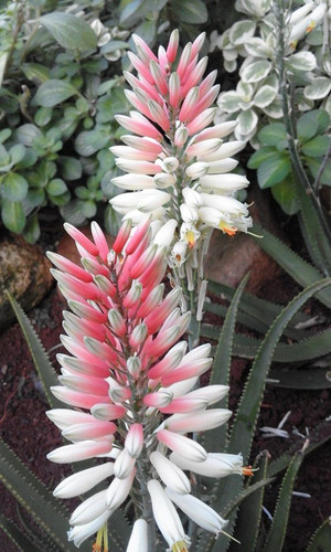 Sunbird Aloes 'Candy Floss' | Ndundulu Aloes