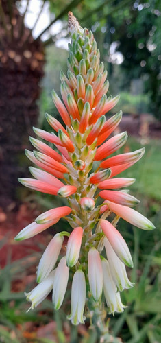 Sunbird Aloes 'Pink Pastel' | Ndundulu Aloes