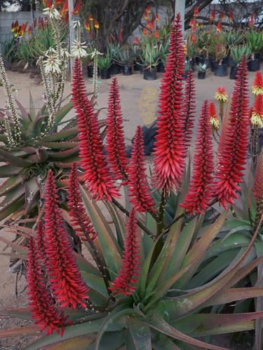 Sunbird Aloes 'Larva Flow' | Ndundulu Aloes