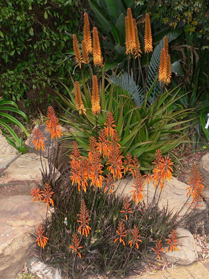 Sunbird Aloes 'Neon Orange' | Ndundulu Aloes