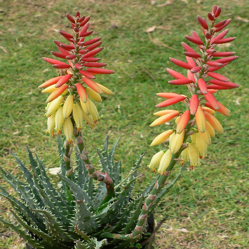 Sunbird Aloes 'Fire Opal' | Ndundulu Aloes
