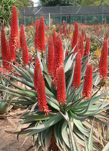 Sunbird Aloes 'Norman's Red' | Ndundulu Aloes