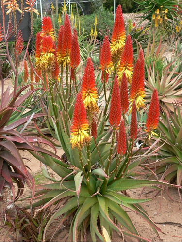 Sunbird Aloes 'Colourburst' | Ndundulu Aloes