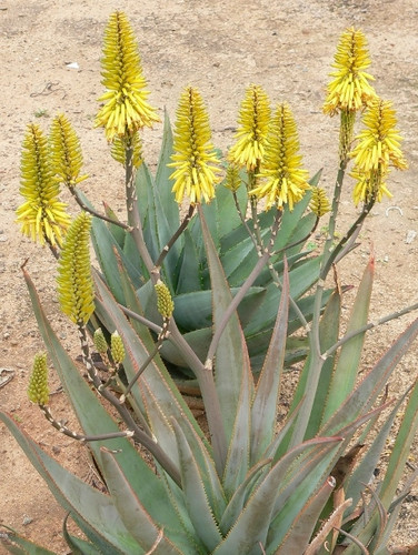 Sunbird Aloes 'Habanero' | Ndundulu Aloes
