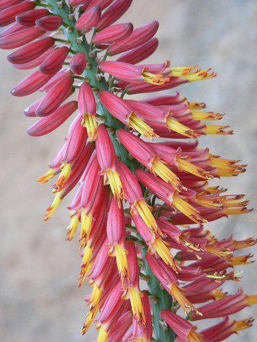 Sunbird Aloes 'Red Dwarf' | Ndundulu Aloes