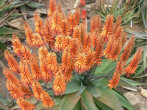 Sunbird Aloes 'Debnam Grand' | Ndundulu Aloes