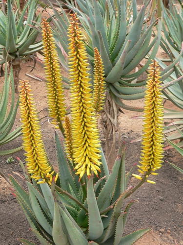 Sunbird Aloes 'Stiletto Gold' | Ndundulu Aloes