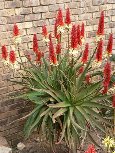 Sunbird Aloes 'Colourama' | Ndundulu Aloes