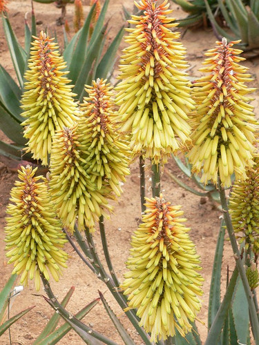 Sunbird Aloes 'Moonglow' | Ndundulu Aloes