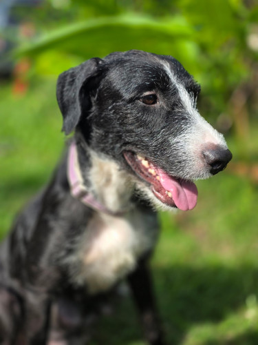 Hope | Fur-Angel Foundation