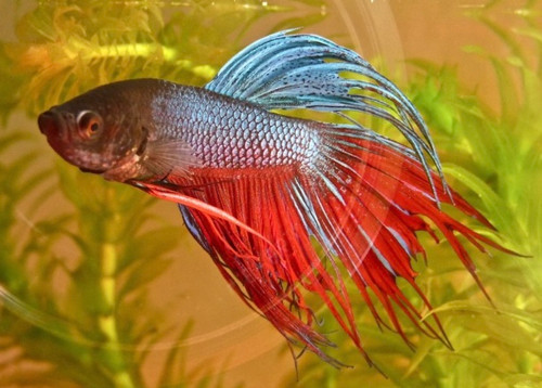 Male Tricolour Crowntail Siamese Fighter | Onlineaquaticstore