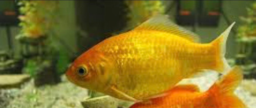3-4" Canary Yellow Goldfish | Onlineaquaticstore