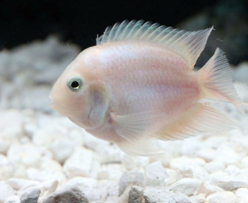 Polar White Parrot Cichlid | Onlineaquaticstore