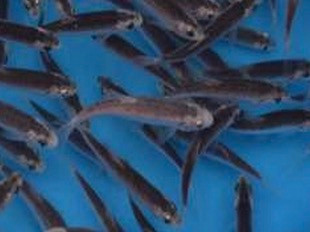 Blue Orfe 3-4” | Onlineaquaticstore