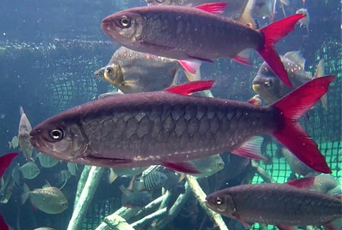 Pinktail Chalceus | Onlineaquaticstore