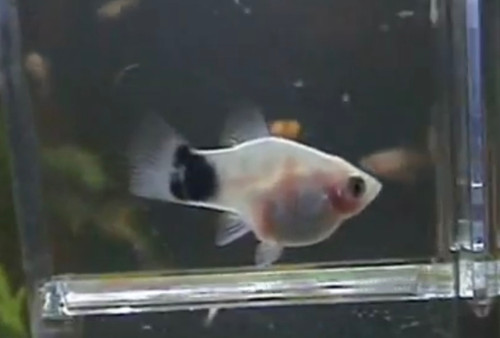 White Moon Platy | Onlineaquaticstore