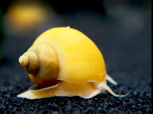 Gold Apple Snail | Onlineaquaticstore