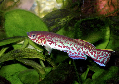 Steel Blue Killifish | Onlineaquaticstore