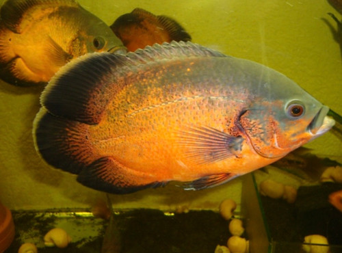Red Oscar Cichlid | Onlineaquaticstore