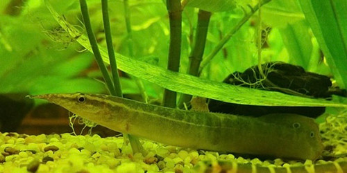 Spiny Eel | Onlineaquaticstore