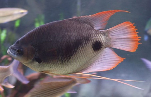 Red Tail Giant Gourami | Onlineaquaticstore