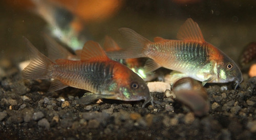 Orange Venezuelan Corydoras | Onlineaquaticstore