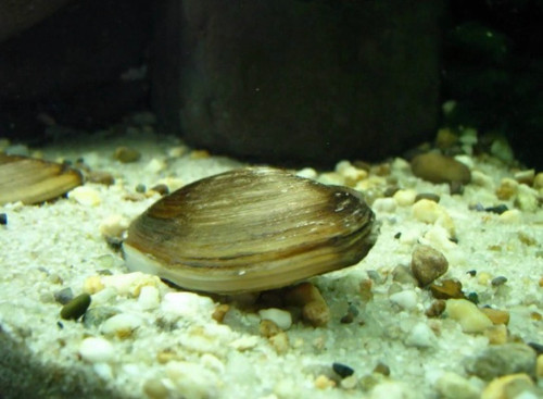 Golden Tropical Mussel | Onlineaquaticstore