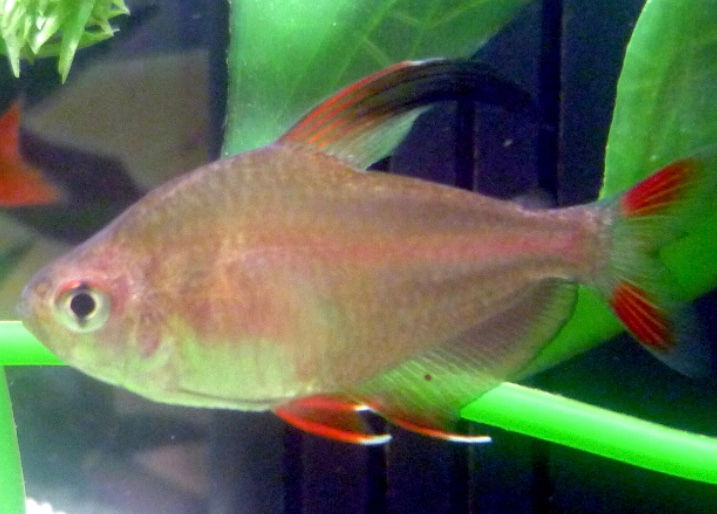 Online Aquatic Store Buy Cheap Tropical Fish In The UK 2/10
