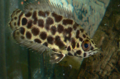 Spotted Climbing Gourami | Onlineaquaticstore