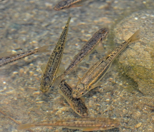 English River Minnow | Onlineaquaticstore