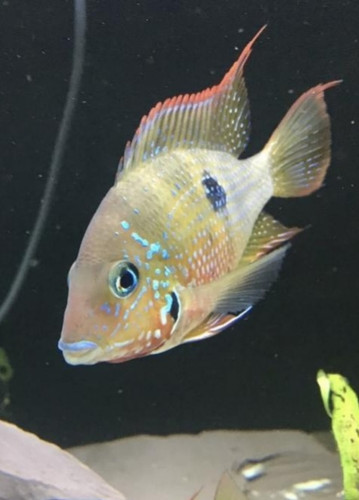 Ellioti Cichlid | Onlineaquaticstore