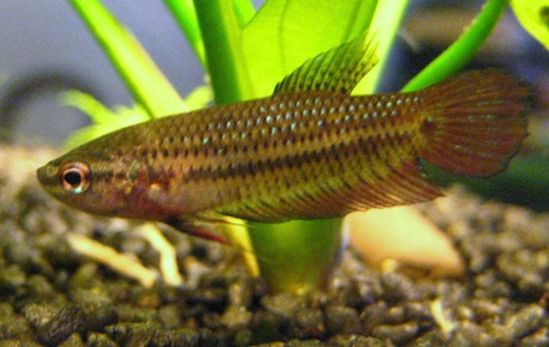 Female Siamese Fighter | Onlineaquaticstore