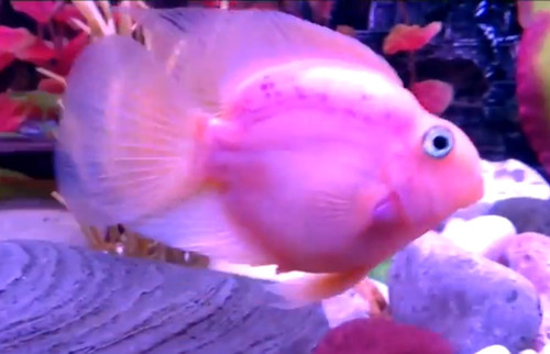 Pink Parrot Cichlid | Onlineaquaticstore