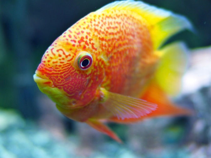 Online Aquatic Store Buy Cheap Tropical Fish In The UK 7/10
