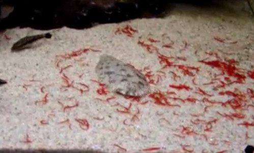 Freshwater Sole | Onlineaquaticstore