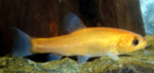 3-4" Golden Tench | Onlineaquaticstore