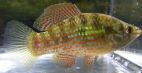 American Flag Killifish | Onlineaquaticstore