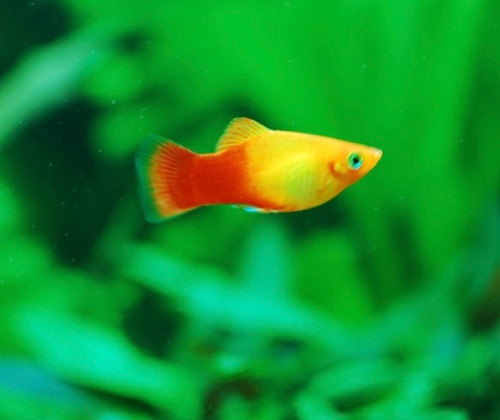 Sunset Platy | Onlineaquaticstore
