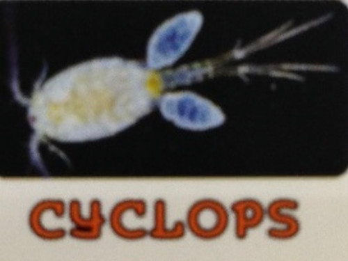 Cyclops (Frozen Blister Pack) | Onlineaquaticstore