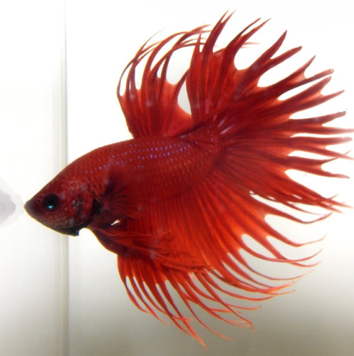 Red Male Crowntail Siamese Fighter | Onlineaquaticstore