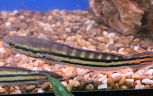 Red Snakehead | Onlineaquaticstore