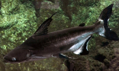 Hifin Pangasius Catfish | Onlineaquaticstore