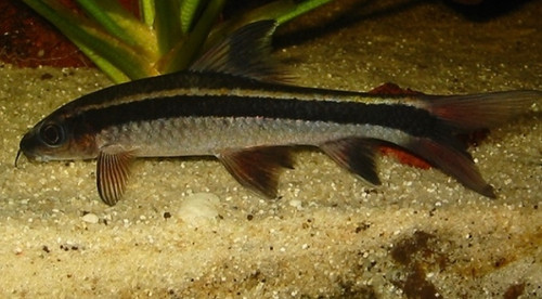 Flying Fox Loach (Algae-Eater) | Onlineaquaticstore