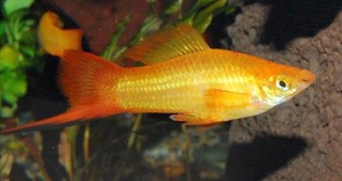 Golden Swordtail | Onlineaquaticstore