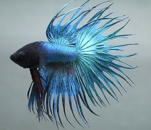 Green Male Crowntail Siamese Fighter | Onlineaquaticstore