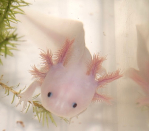 Axolotl Pink | Onlineaquaticstore