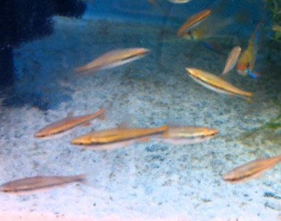 Golden Pencilfish | Onlineaquaticstore