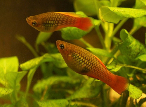 Variegated Platy | Onlineaquaticstore