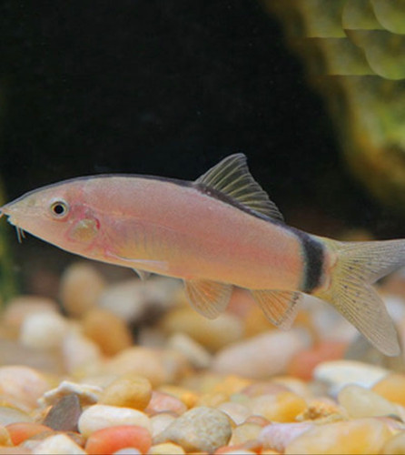 Skunk Botia | Onlineaquaticstore